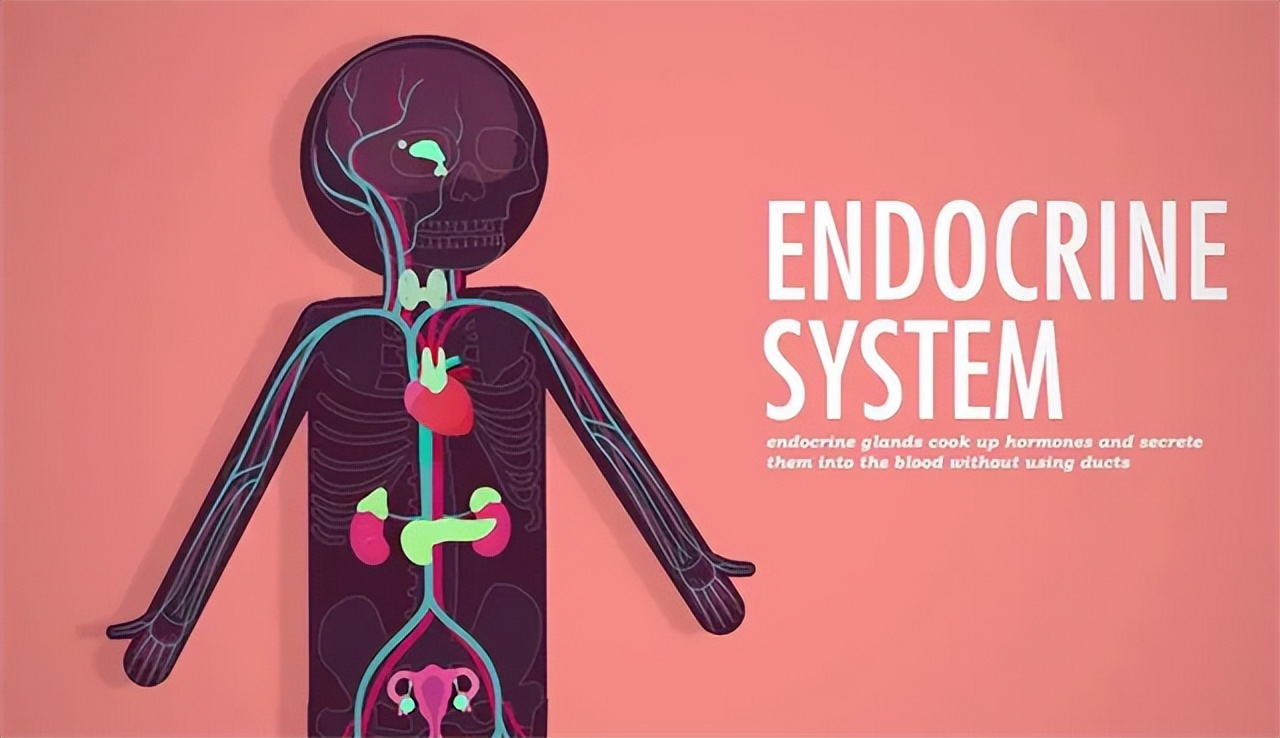 Influence of Endocrine System on Thymus Development and Degeneration ...