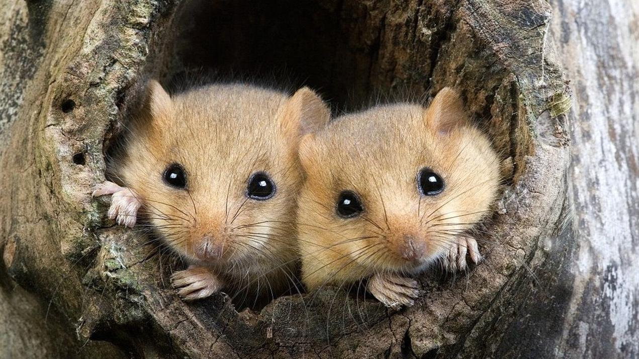 Can Humans Hibernate? Scientists Uncover the Mysteries and Dangers of ...