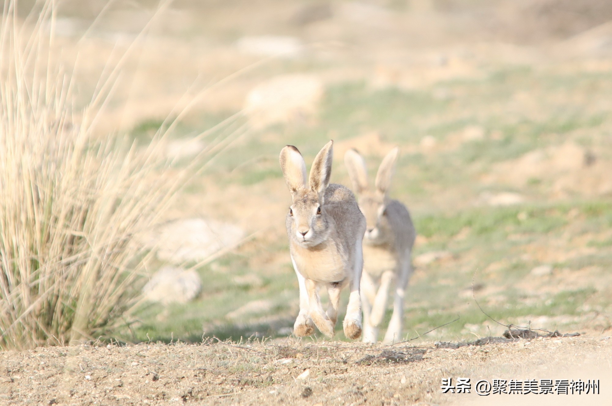 Talk about hares (with pictures and truth) - iMedia