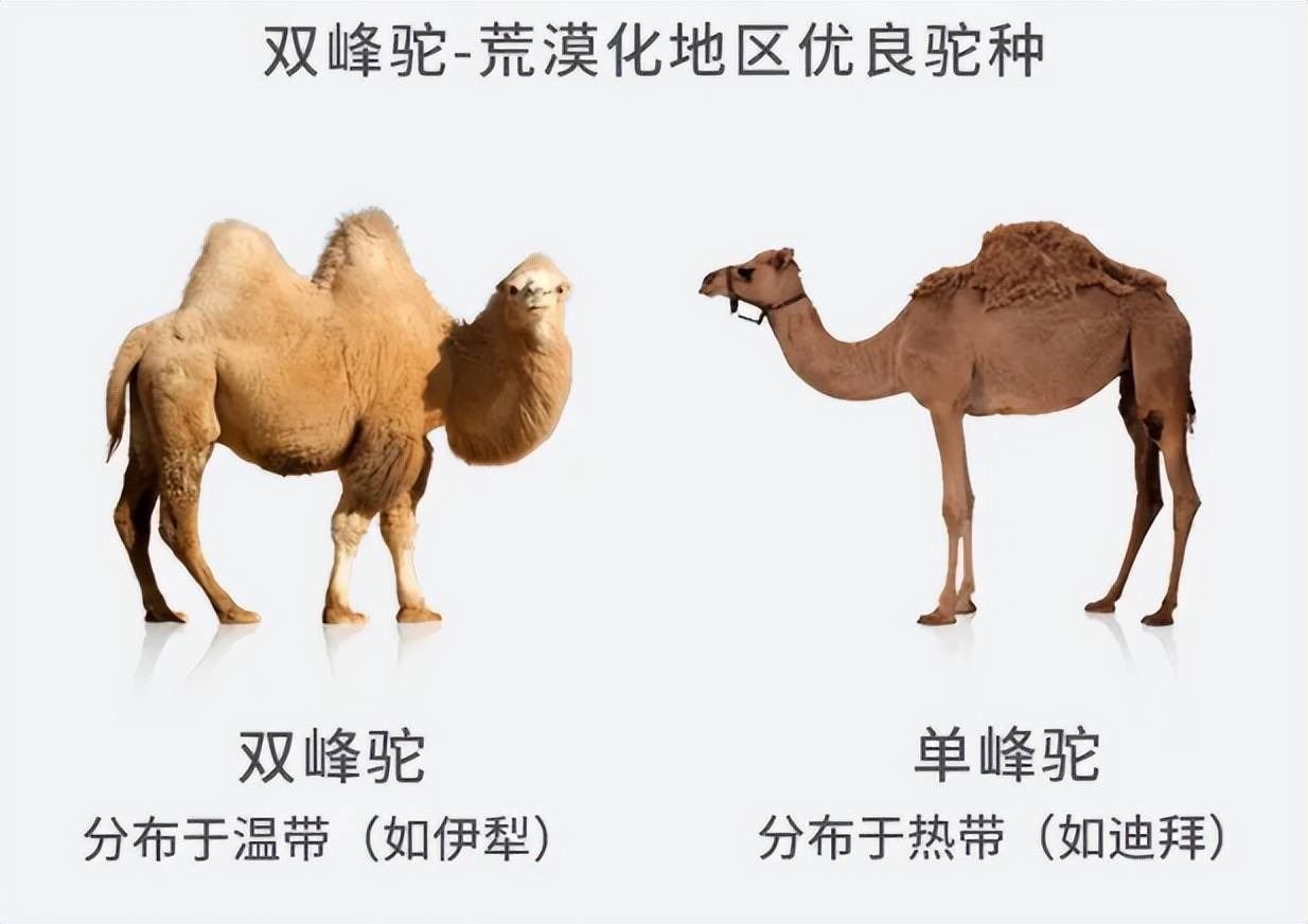 A 5-ton elephant will be eaten, why don't carnivores eat camels?Does it ...