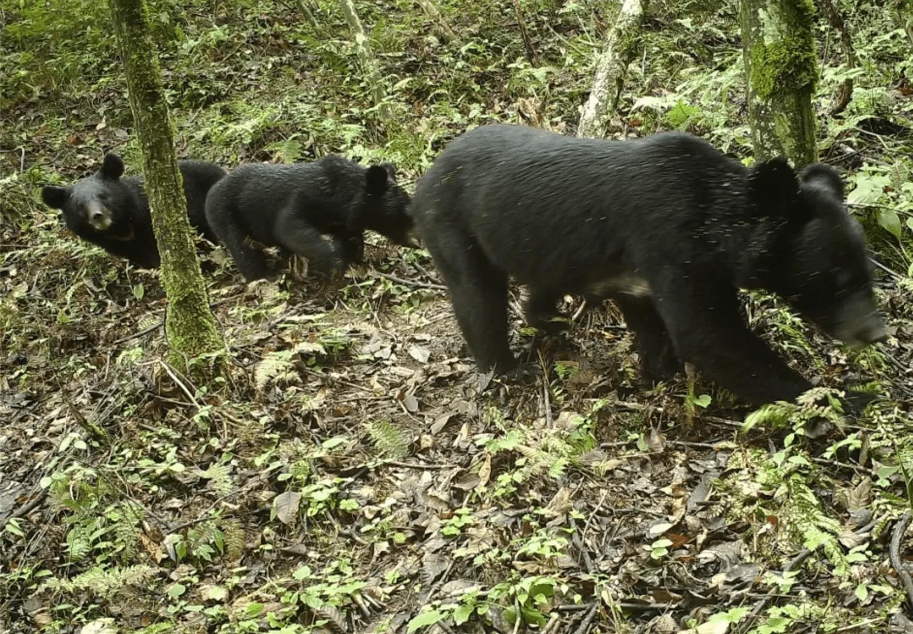 The black bear family of 3 appeared in Qinling, why is it bad for the ...