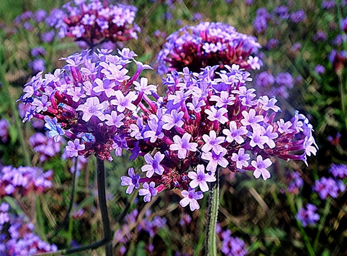 Garden Mosquito Plant Introduction - iMedia
