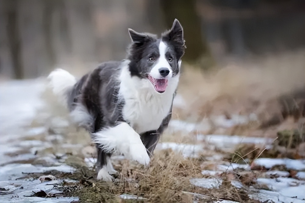 One thing to say, Bian Mu cut "two eggs" like a dog - iNEWS