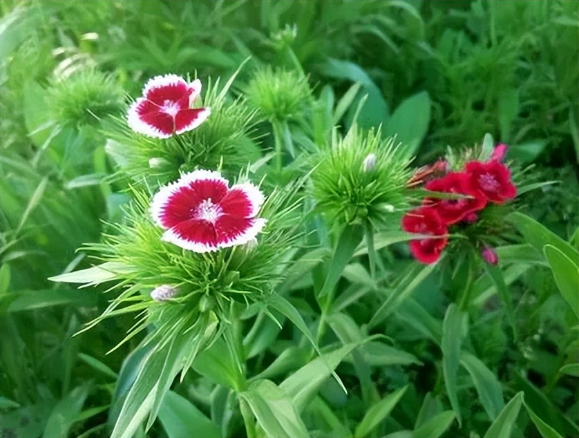 Plant encyclopedia: the main characteristics of caryophyllaceae plants ...