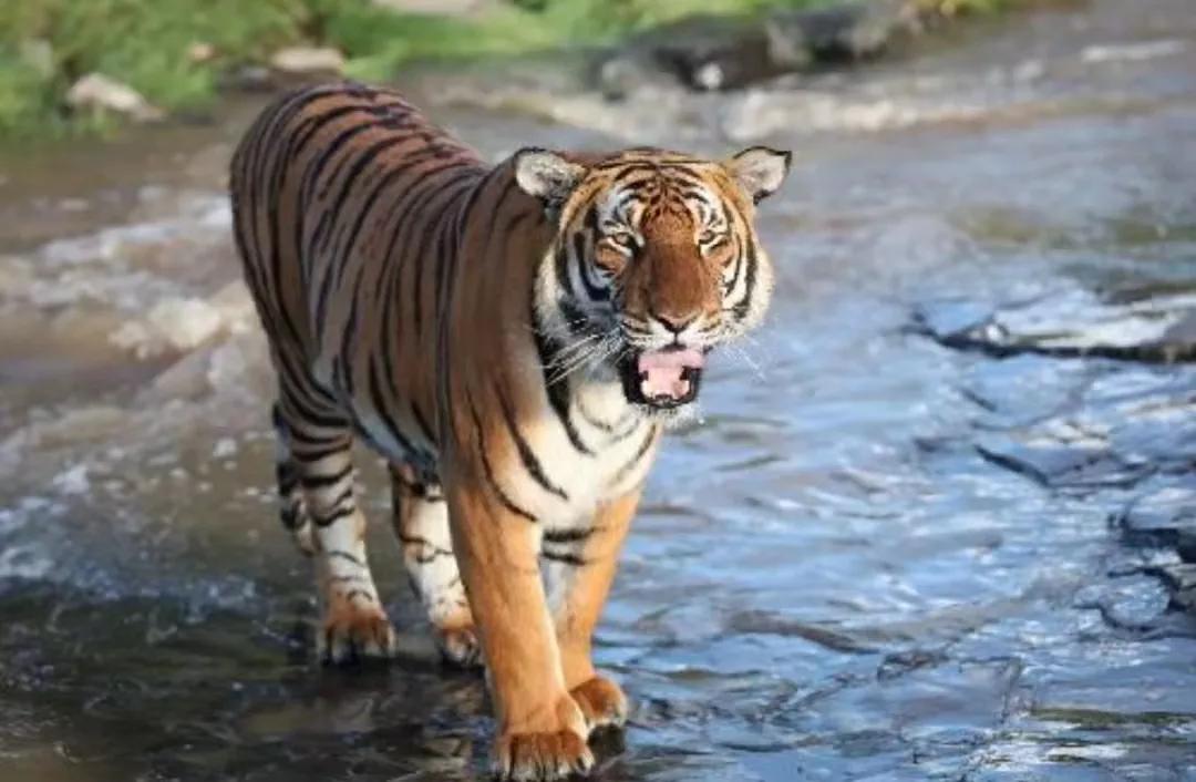 The past and present of the South China tiger - iNEWS