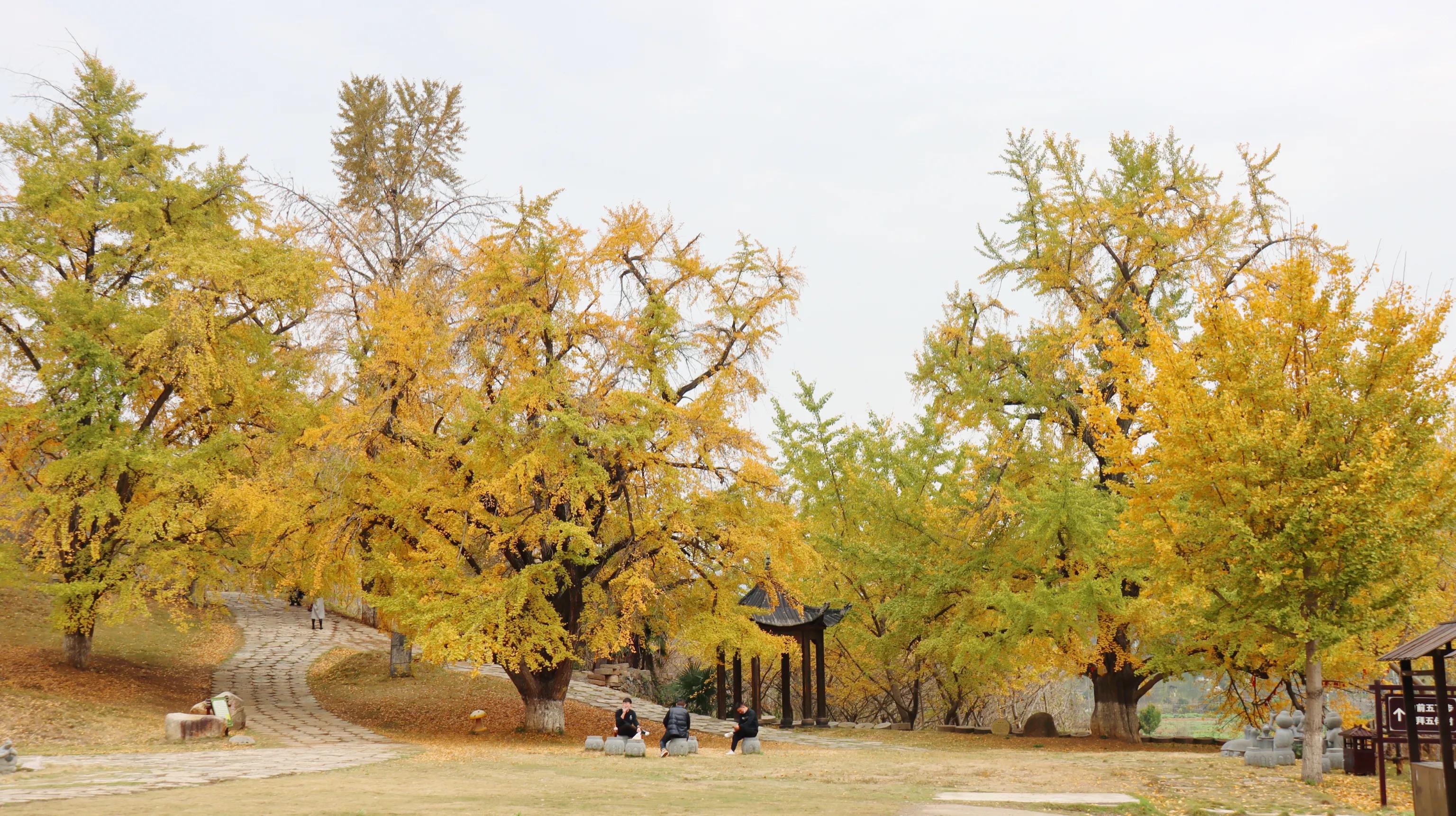 Come to an appointment!The Millennium Ginkgo Valley in Suizhou has ...