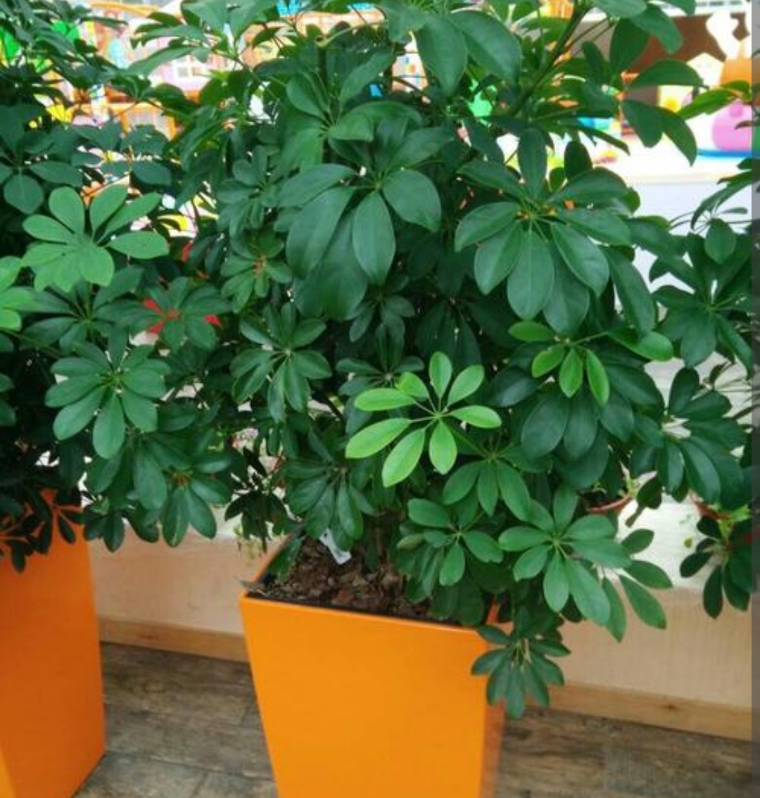 Don't just water the duck's foot tree, master 4 "tips" to grow lush ...
