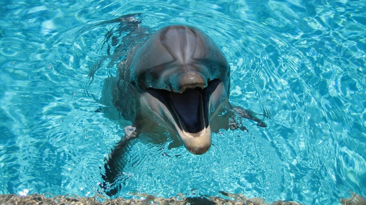 Are dolphins taking revenge on humans?Japanese woman swims on beach ...