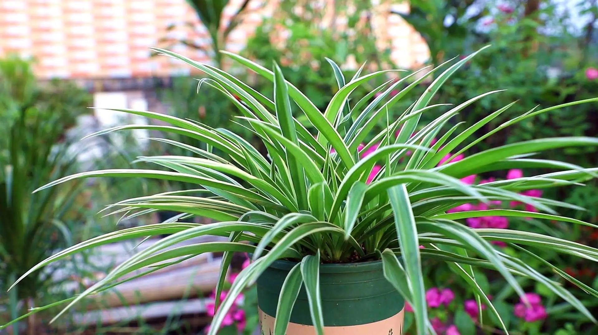 How to raise spider plants to be more vigorous - iNEWS