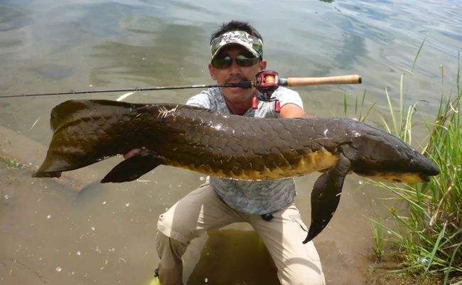 Lungfish can survive 4 years out of water. I didn't expect to meet ...
