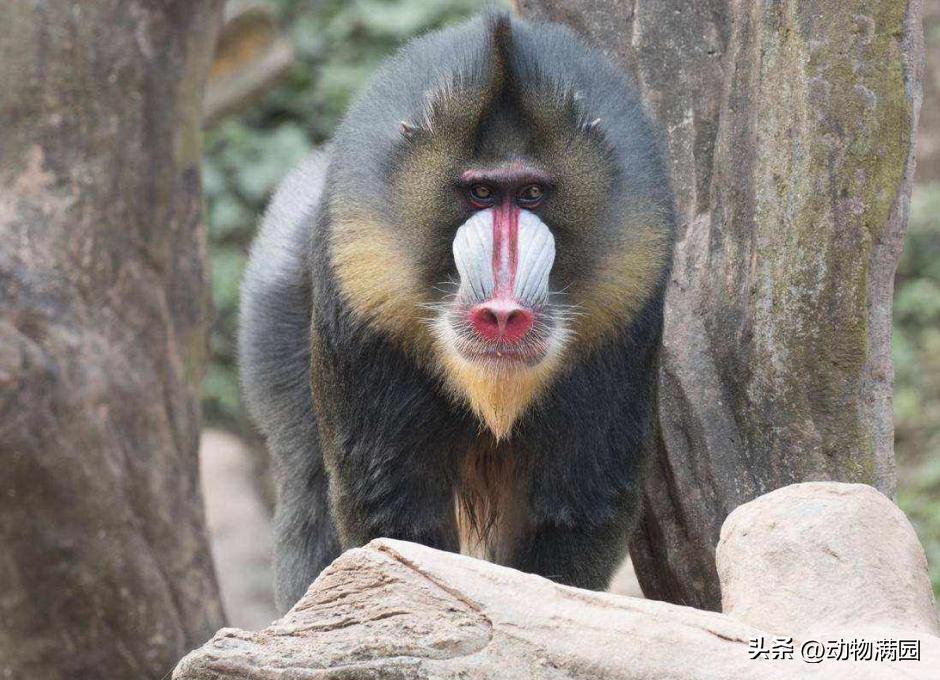 Species Encyclopedia: Mandrill - iNEWS