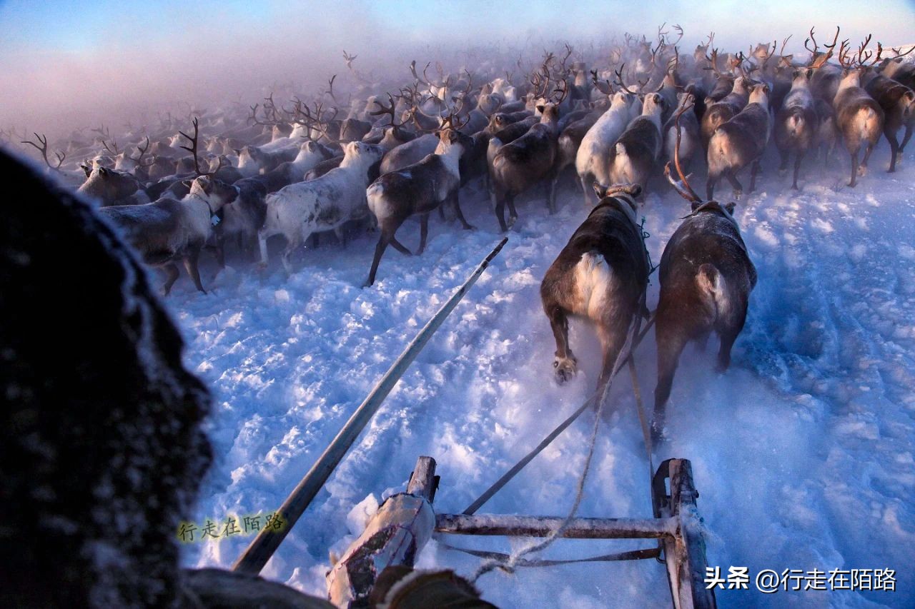 Siberian reindeer people: Migrate twice a year in winter, each time ...