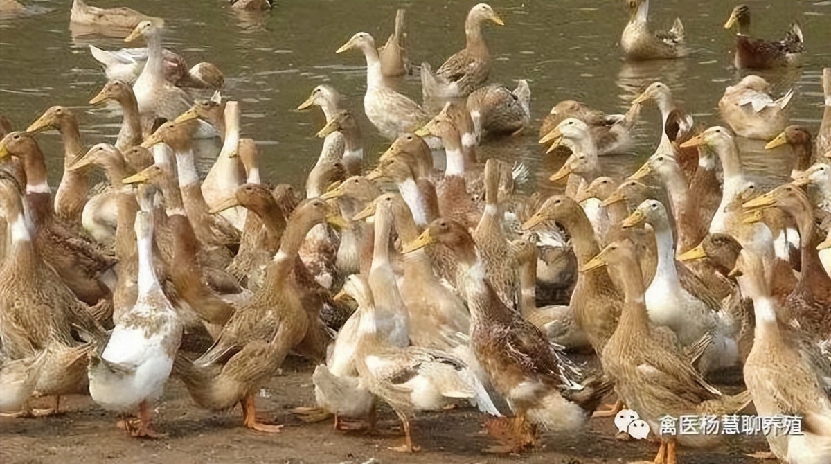 Yang Hui, a poultry doctor, talks about the symptoms and treatment of ...