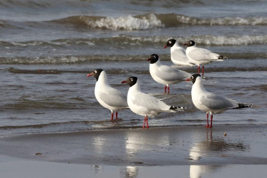Why is the migration route of relict gulls different? - iNEWS