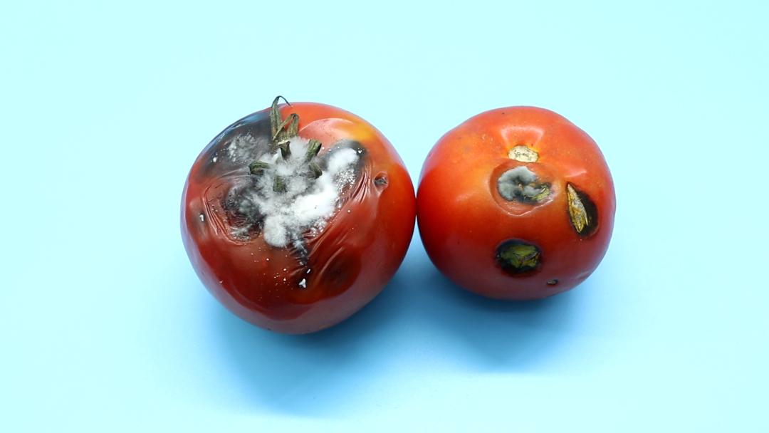 Tomatoes are rotten, don't throw any of them, they are very "valuable ...