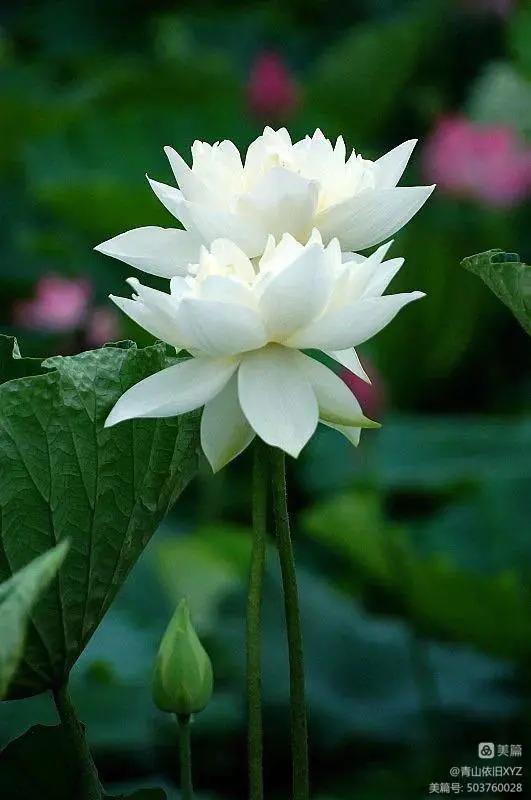 Soup Can Essence [Original short novel. The picture comes from the Internet] - iNEWS