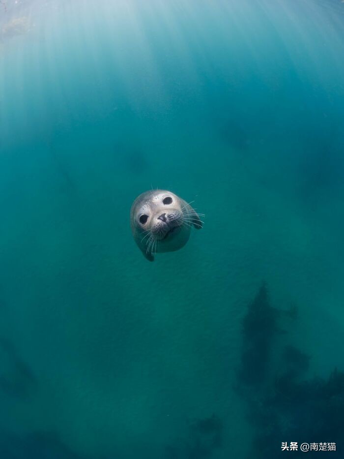 71% of the Earth's surface is covered by water, and these 40 deep-sea ...