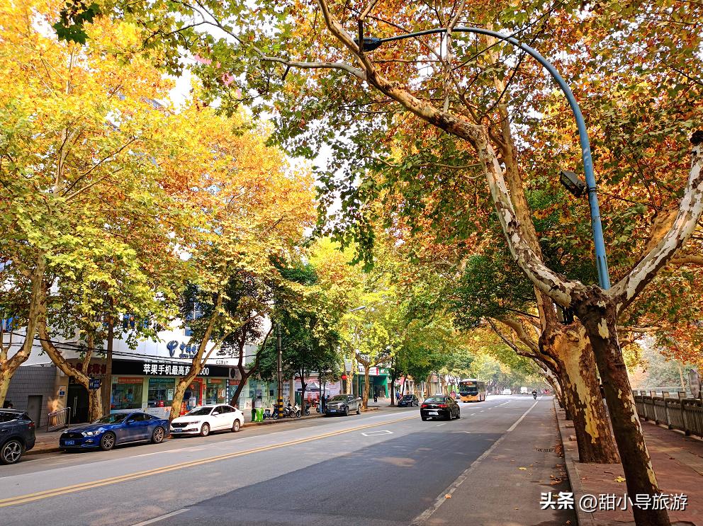 The "Wutong Avenue" in Shiyan is amazing - iNEWS