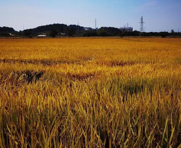 Mulan Qitang enjoys rice fields - iNEWS