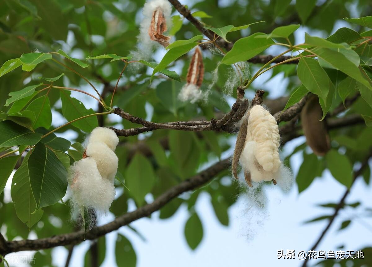 The Hero Tree, Exploring the Mysteries: The Cultural Connotation Behind ...