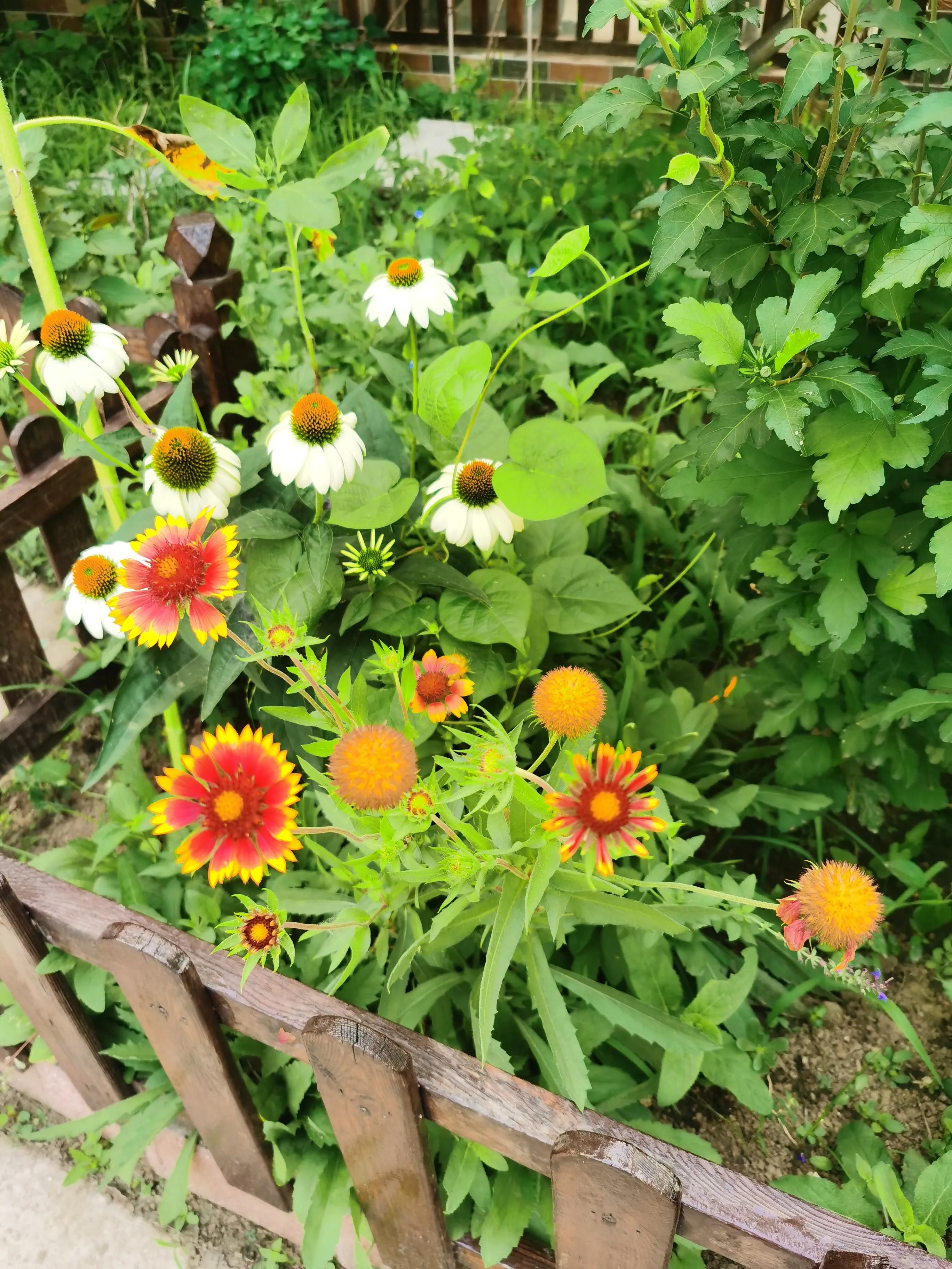 Record my summer life[16]Small luck in summer - iMedia