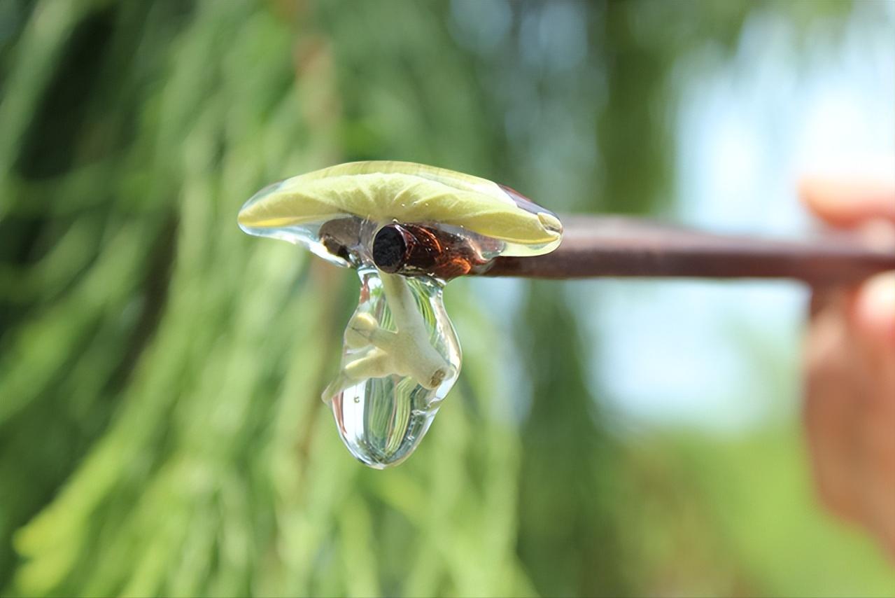 Have you ever eaten this slippery, sticky thing?You must have never ...