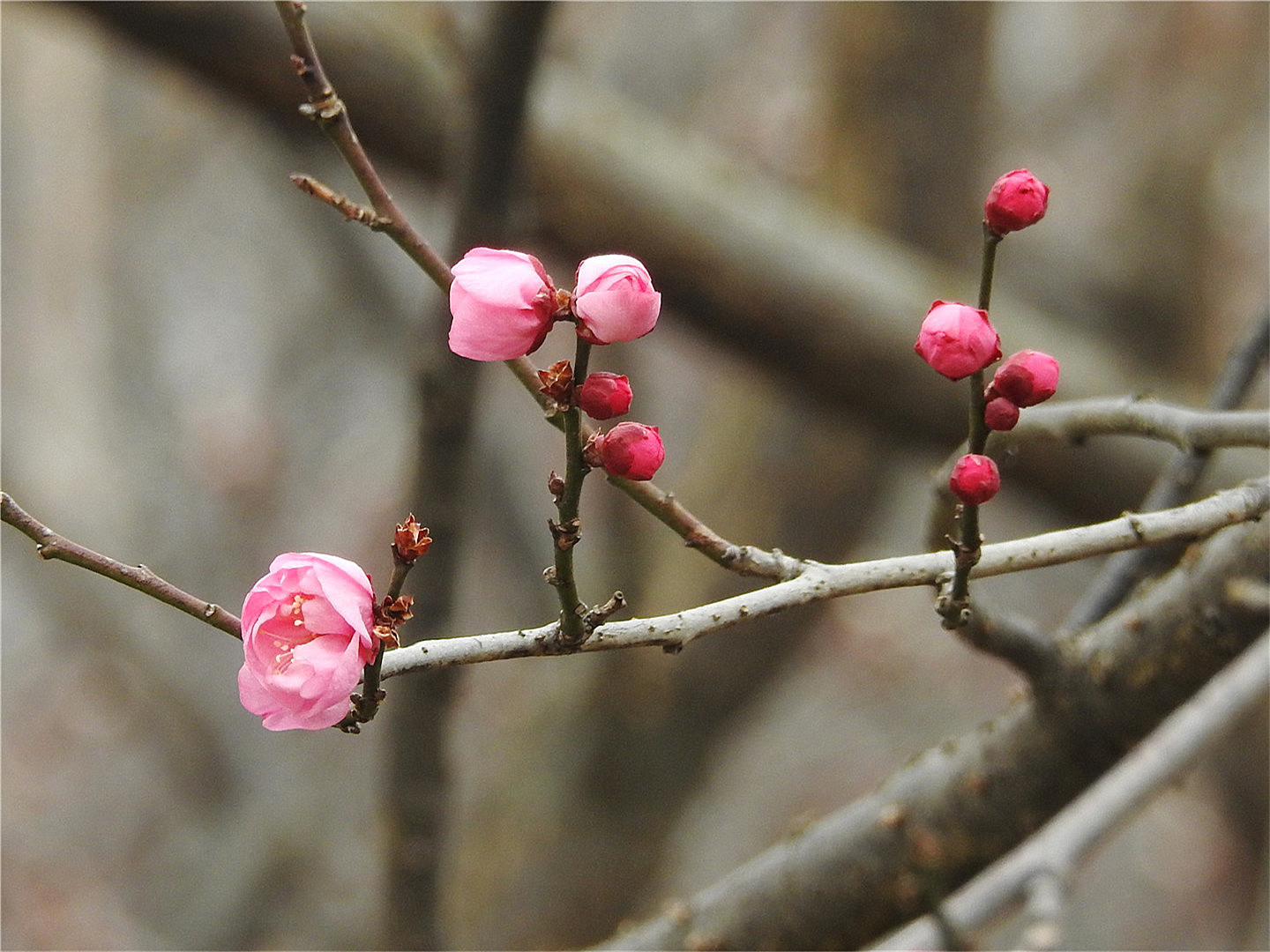 A Preliminary Study of Merlin (Original Graphics) - iNEWS
