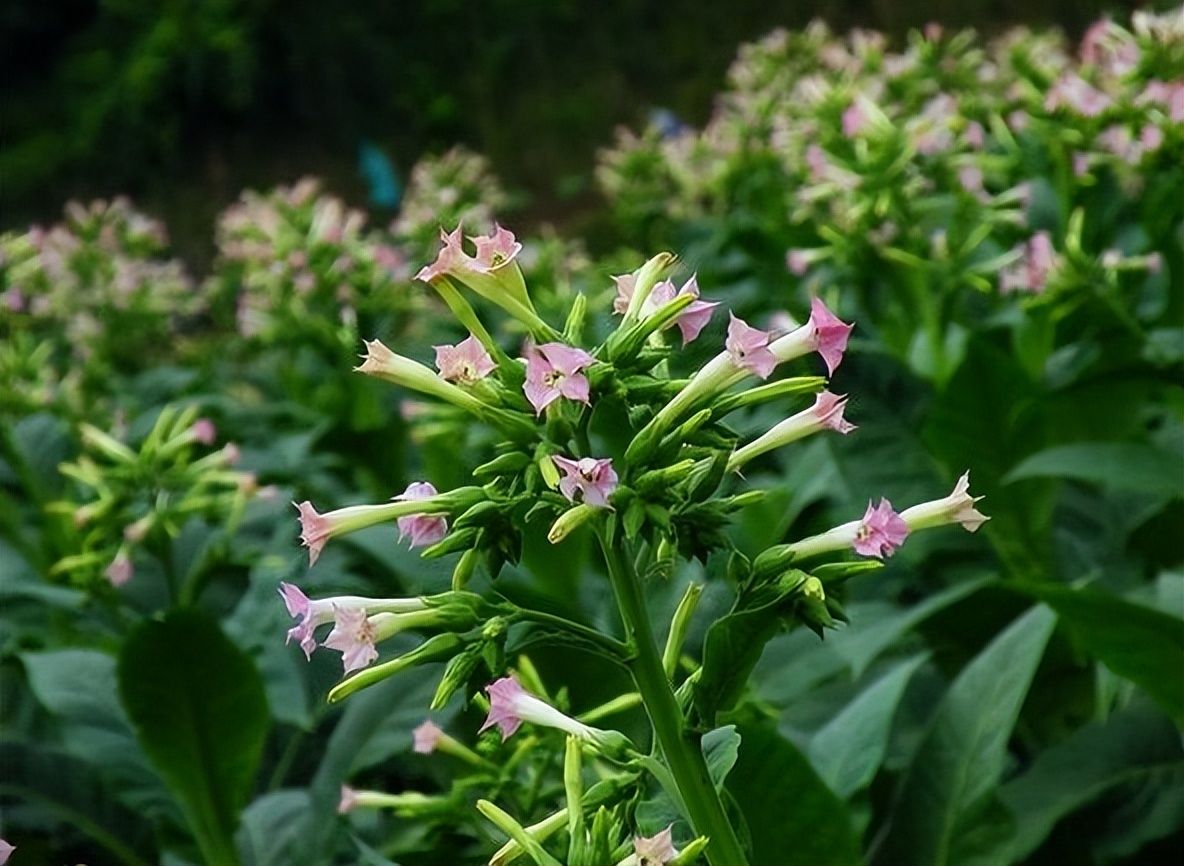 There's a reason tobacco flowers aren't widely used as flower growers ...