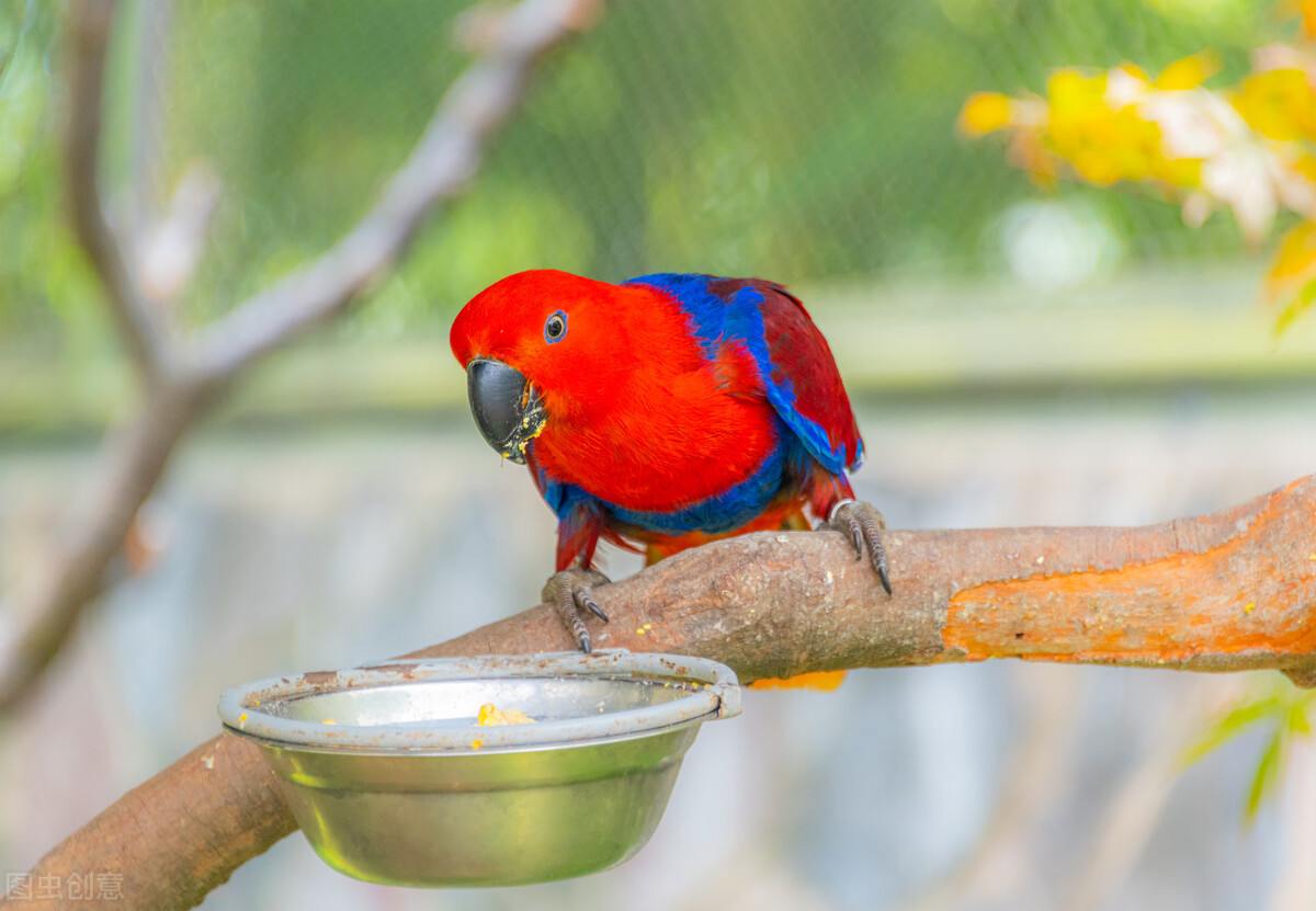 Are colds contagious to parrots? - iNEWS
