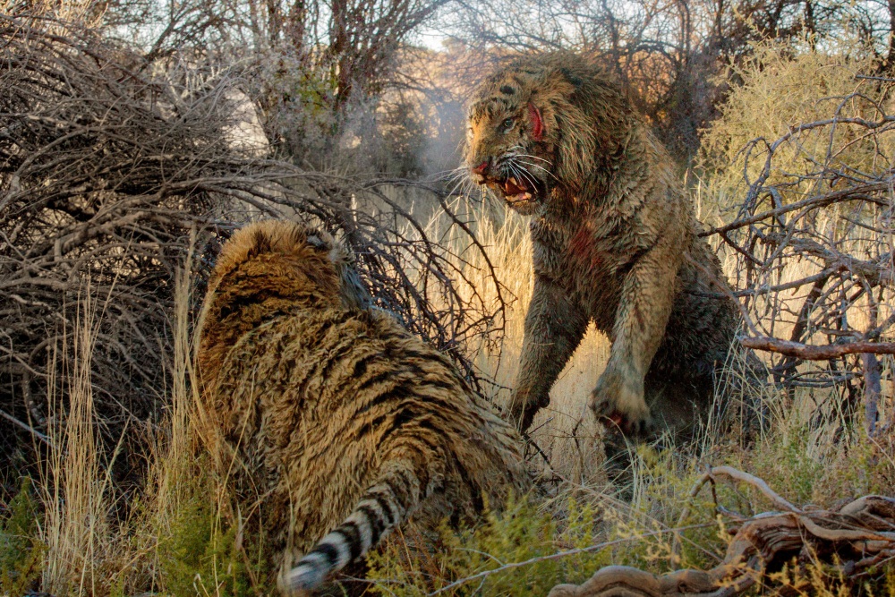 The wild "biao" appeared in Guangxi. Why did a tiger give birth to ...