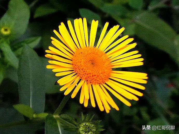 Inula flower, both beautiful and healing - iNEWS