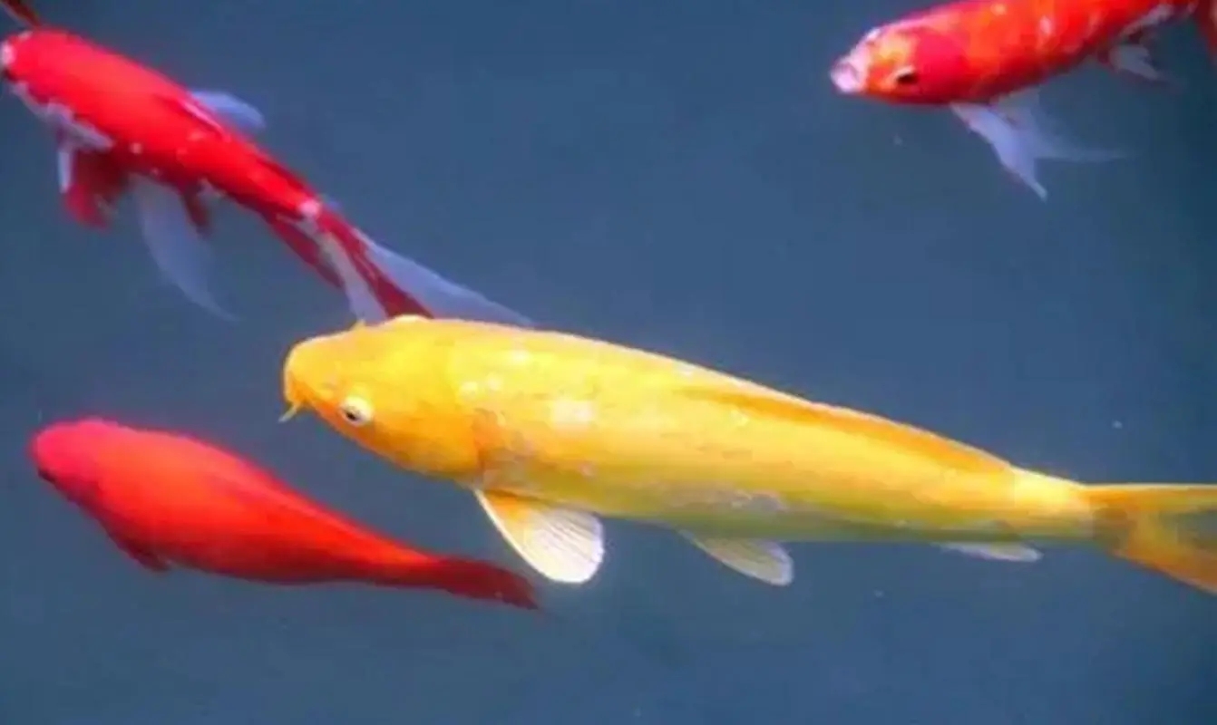 The correct way to change the water for koi fish. Things to note when ...