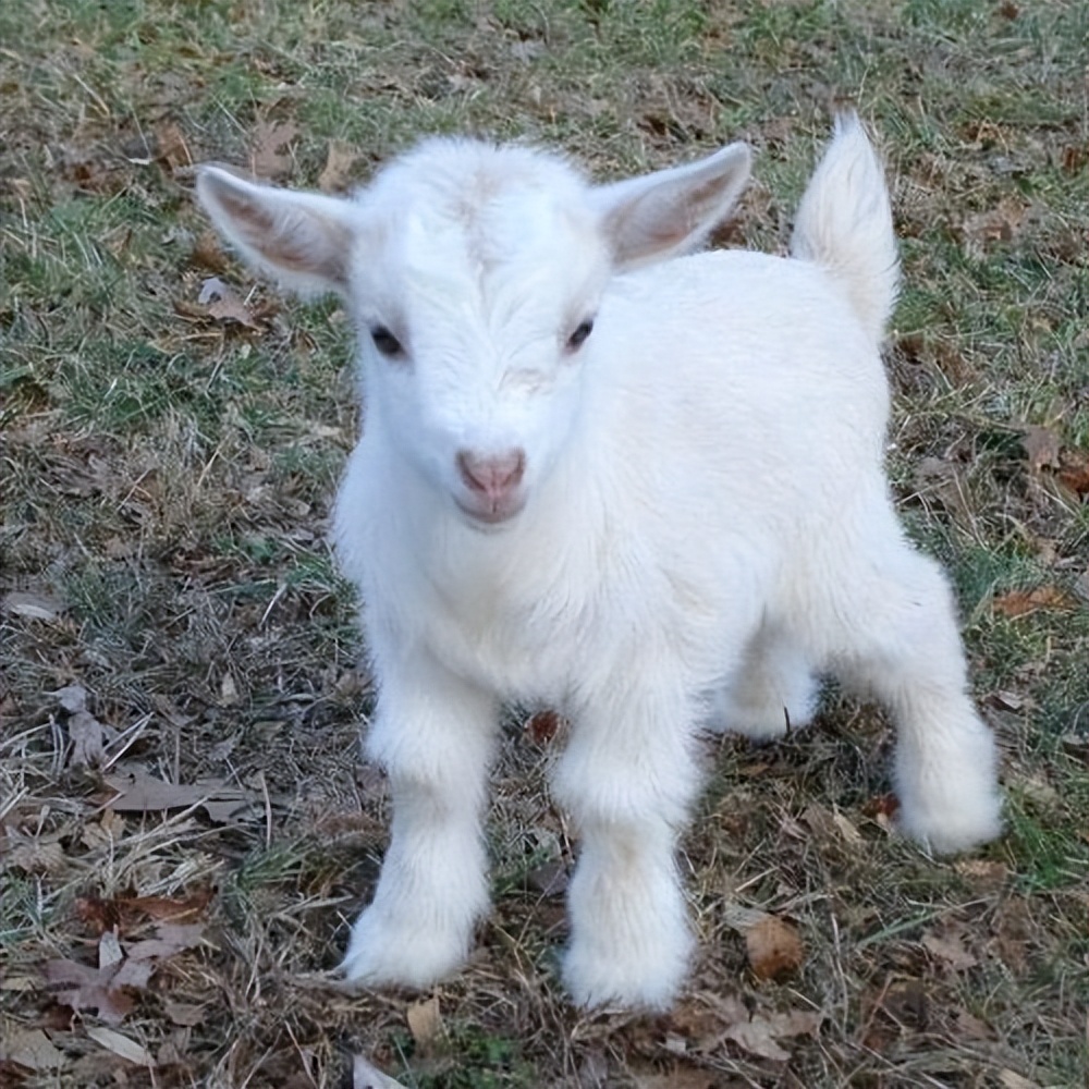 Pakistan's "goat with the longest ears" became a famous local sheep ...