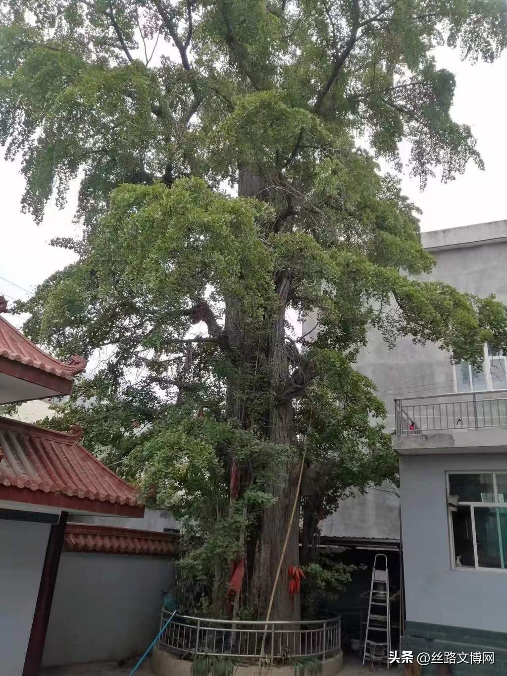 Longnan Sacred Tree: A Wonder in the World - iNEWS