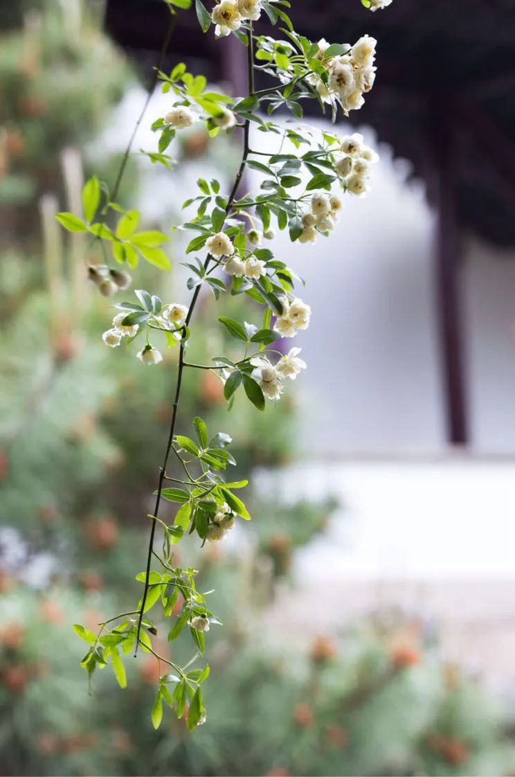 Appreciation: The Wind Gently Rolls the Clouds, and the Rain Falls to ...