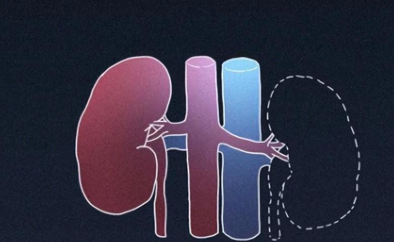 What will happen to the body if a man loses a kidney? - iNEWS