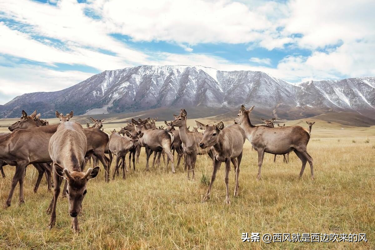 West Wind Whispers#All the beasts eat the titan python, the tiger king ...