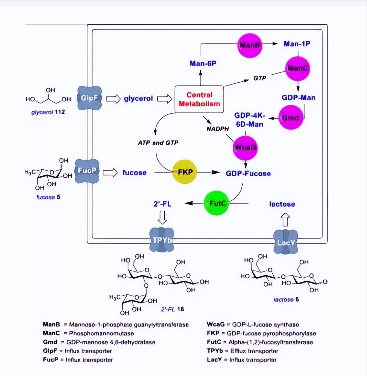 Understanding Diels-Alder Reaction Based on HMO Method, FMO Theory and ...