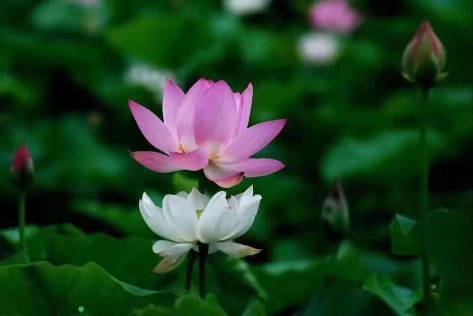 Xiaolou Weekly (354): Issue 32, 2023 - iNEWS