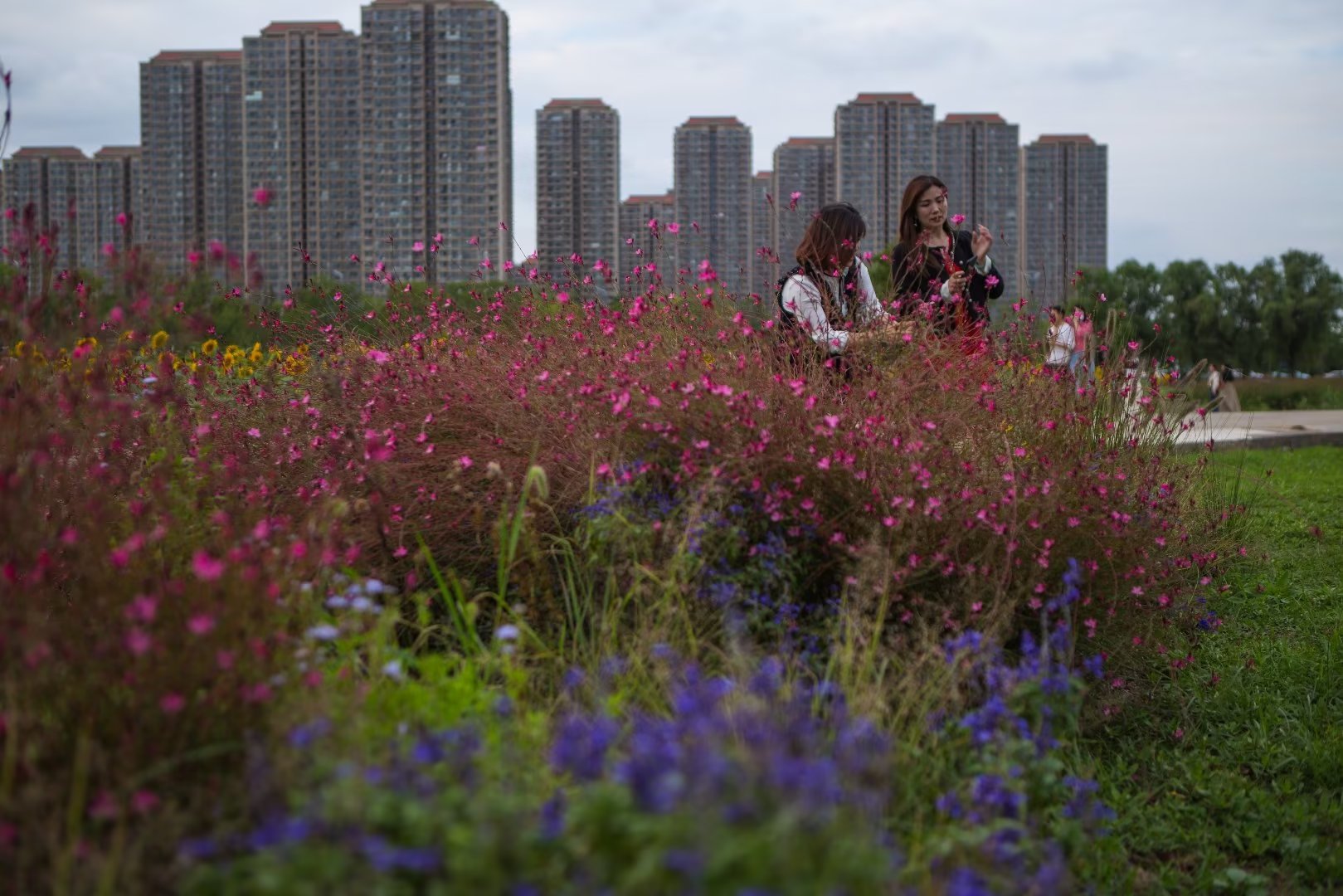 Jiangxinzhou not only has pink daizi, but also sunflower, verbena, and ...