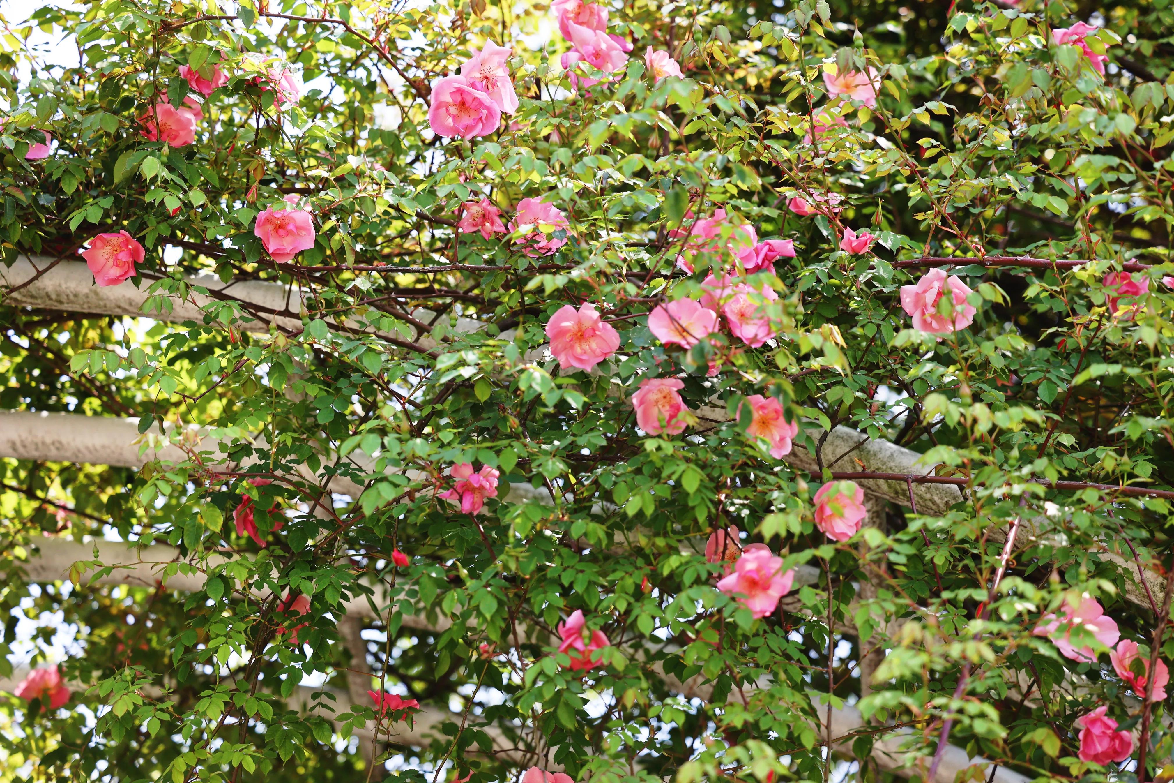Roses, the season of the year, come back in April - iNEWS