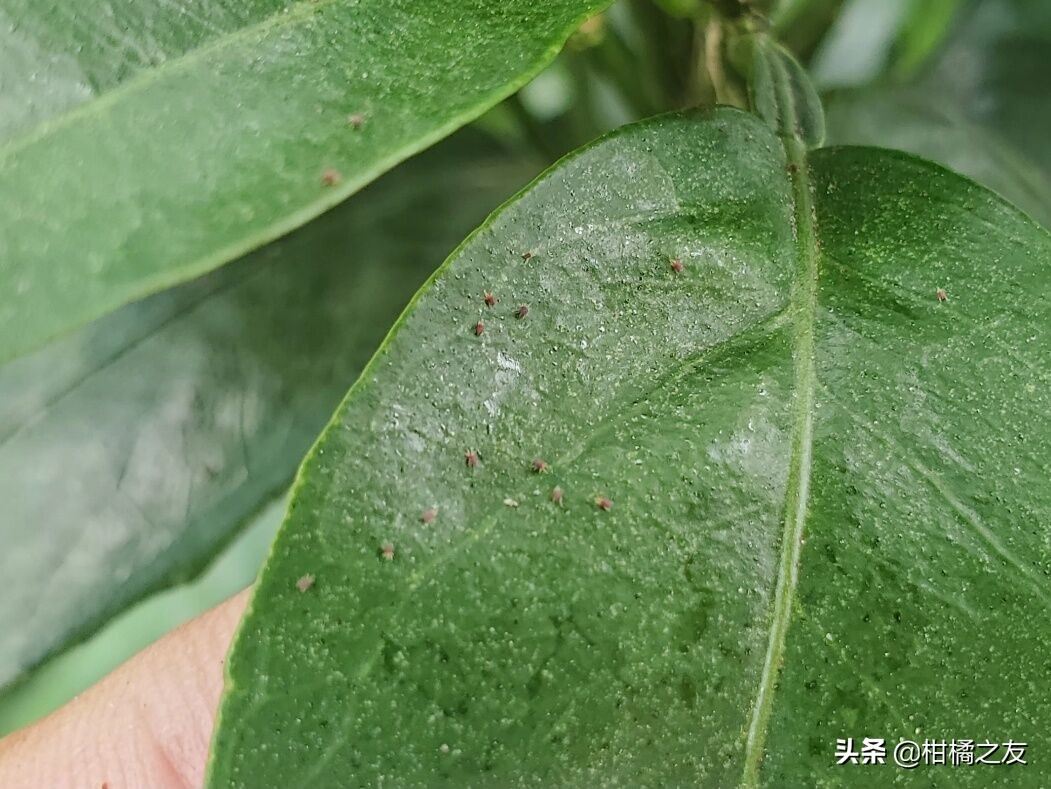 The citrus red spider has a big outbreak. What kind of medicine is used ...