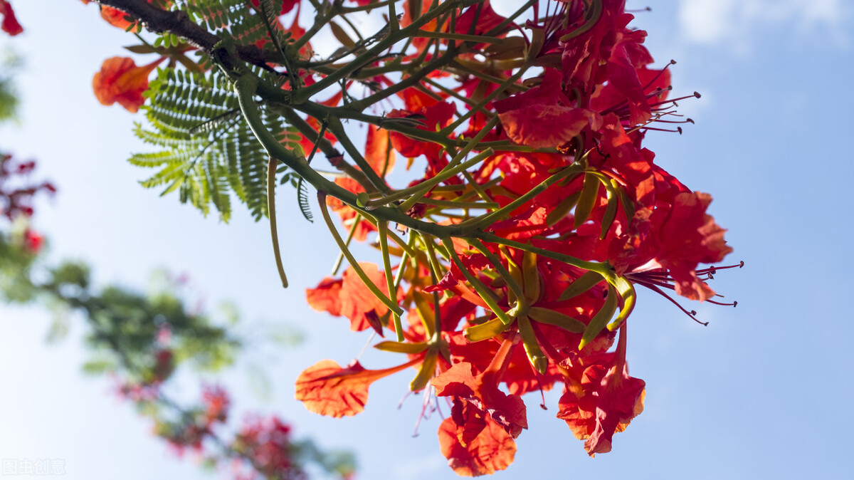 Phoenix Flower Meaning | Best Flower Site