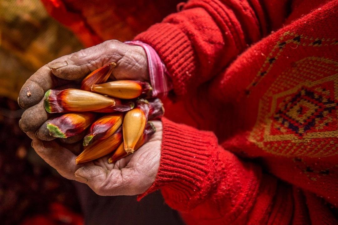 Parana pine nuts and fruit can make such sparks - iNEWS