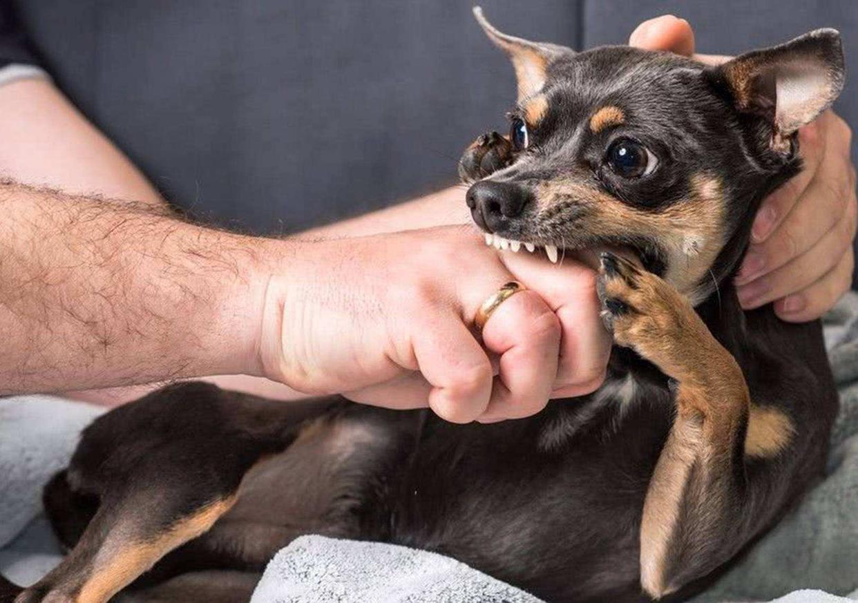 The man was bitten by a dog, but after the rabies vaccine, the man was ...