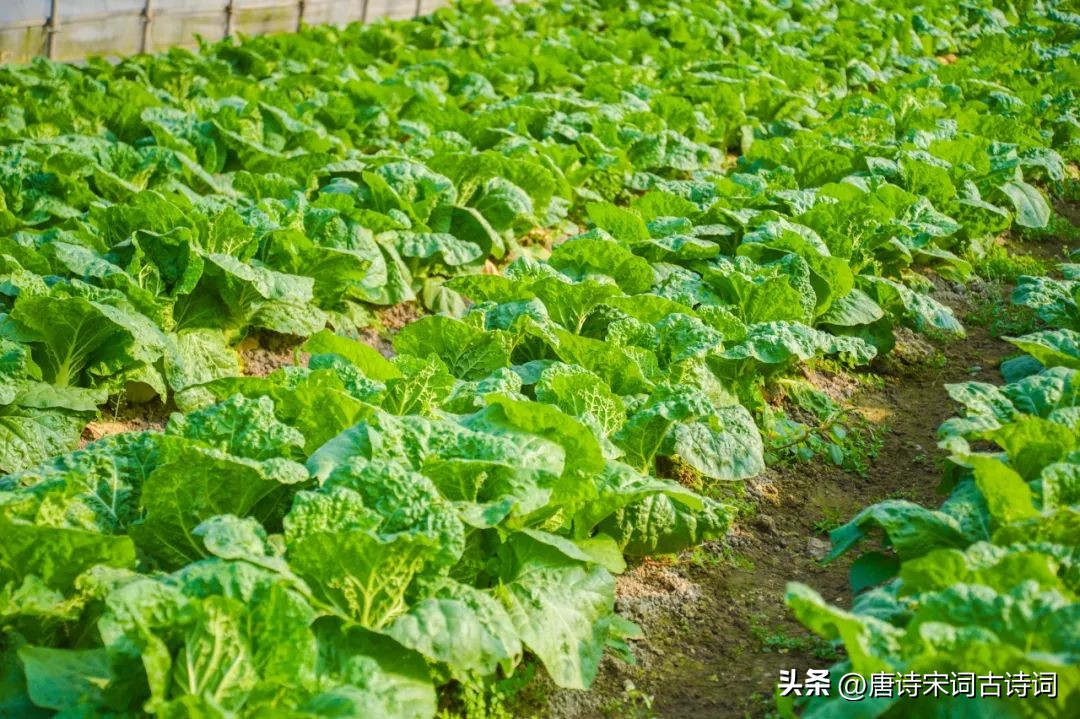 Cabbage Love - iNEWS