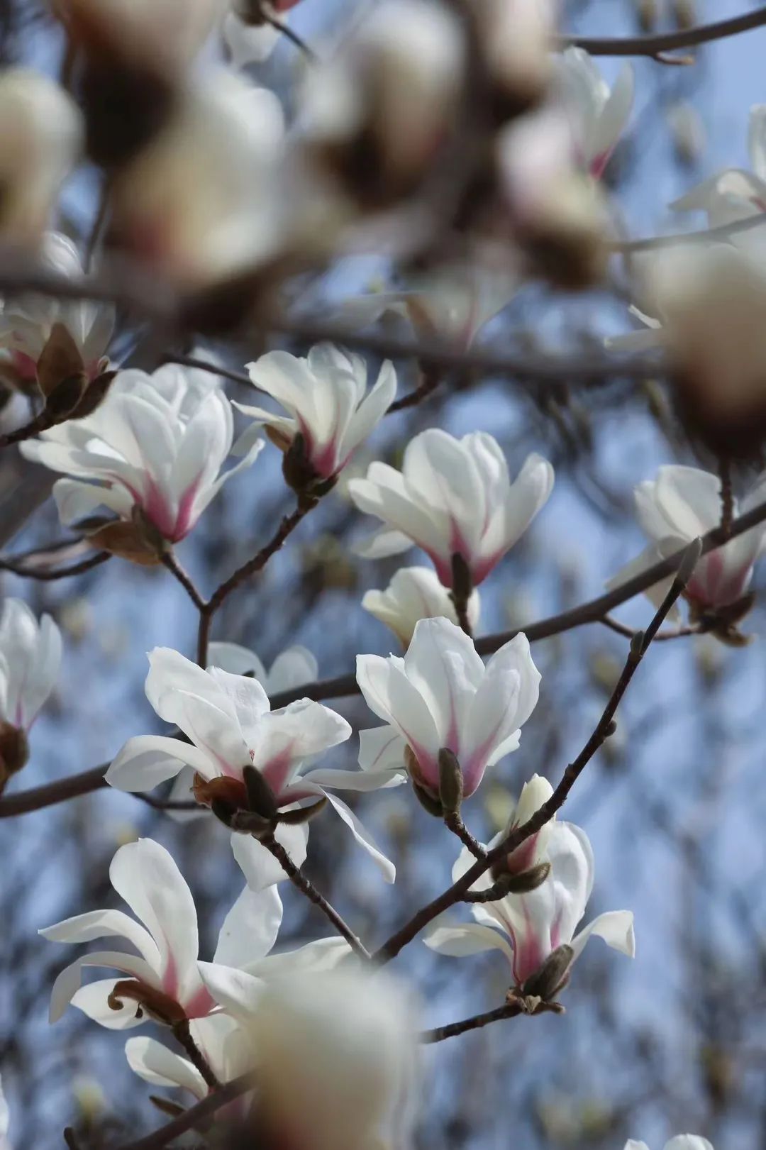 The spring breeze suddenly blows the soul, and the tall branches are ...