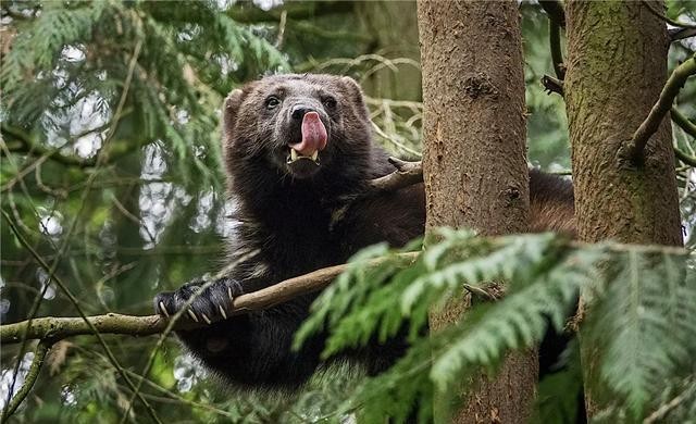 Wolverines appeared in the Altai Mountains, running 40 kilometers in ...