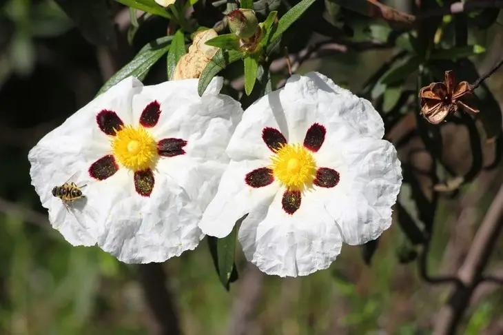 Y'all have been lied to, this plant is not a rose, it's a cure for a ...