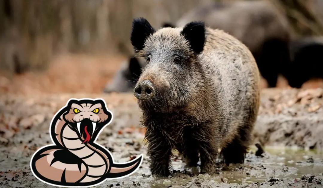 No matter how poisonous a poisonous snake can kill a pig? Why was the ...